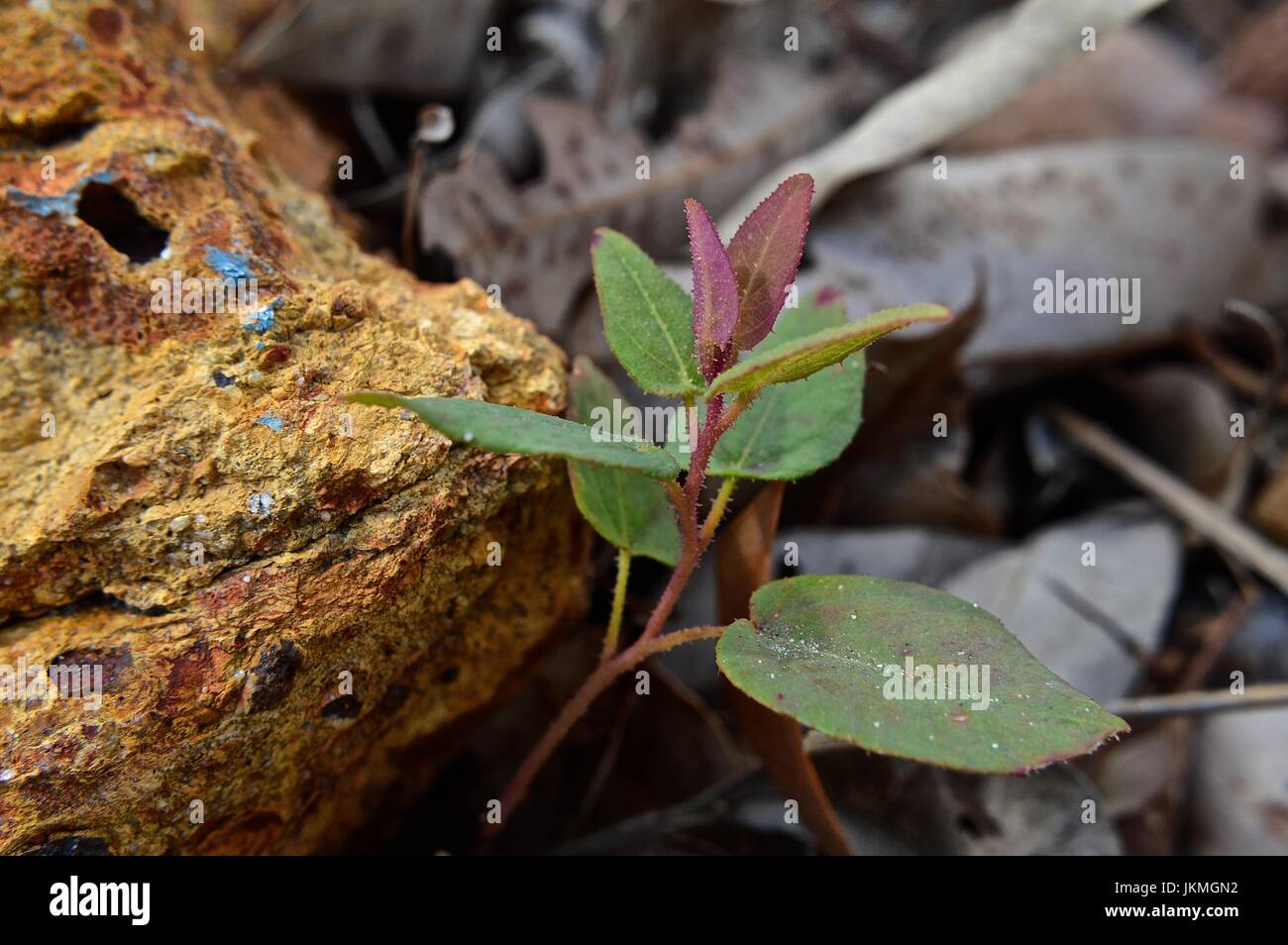 Gum tree seedling Stock Photo - Alamy