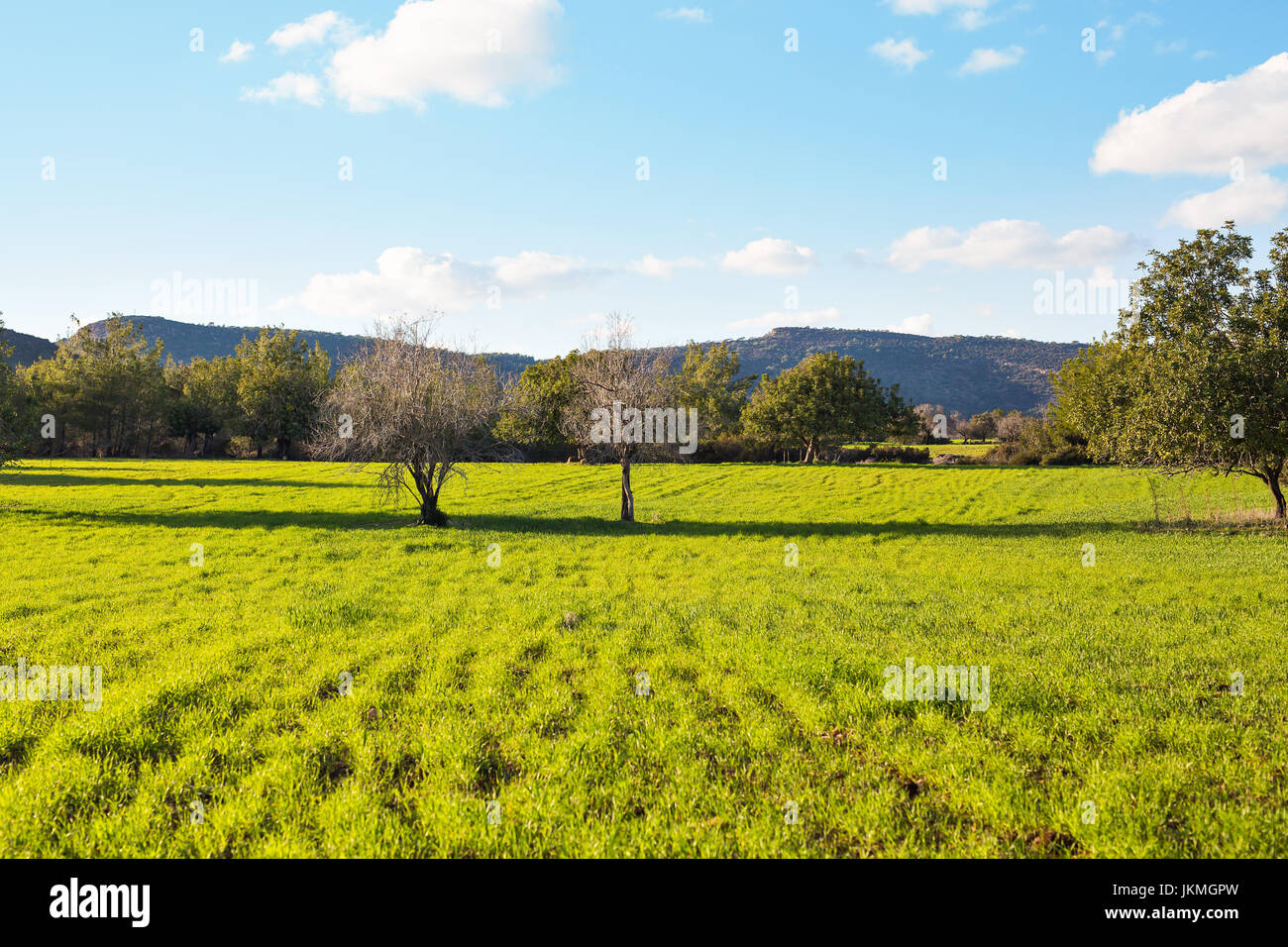 field of grass and trees Stock Photo - Alamy