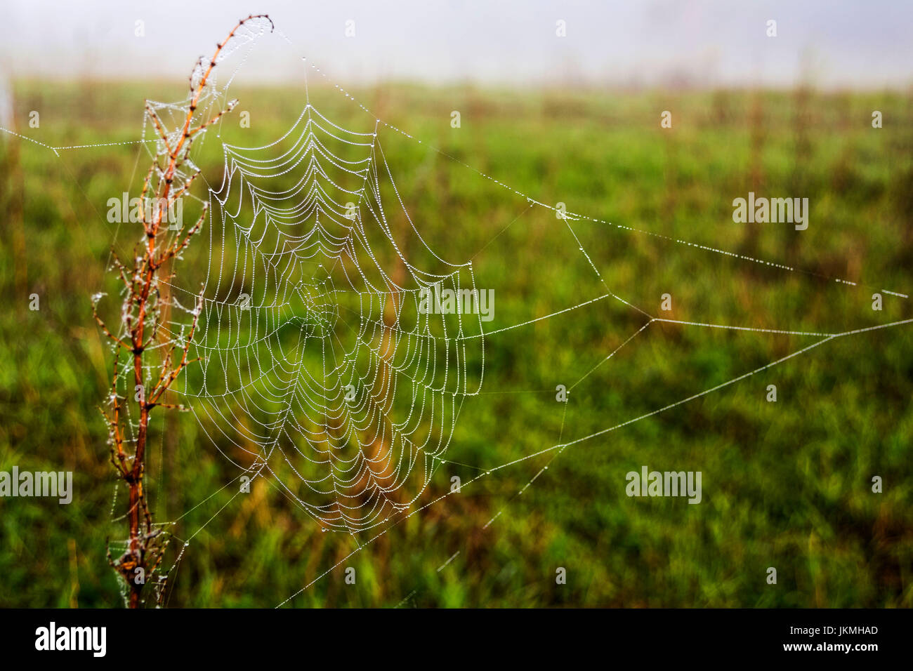 Spider web with morning dew Stock Photo - Alamy