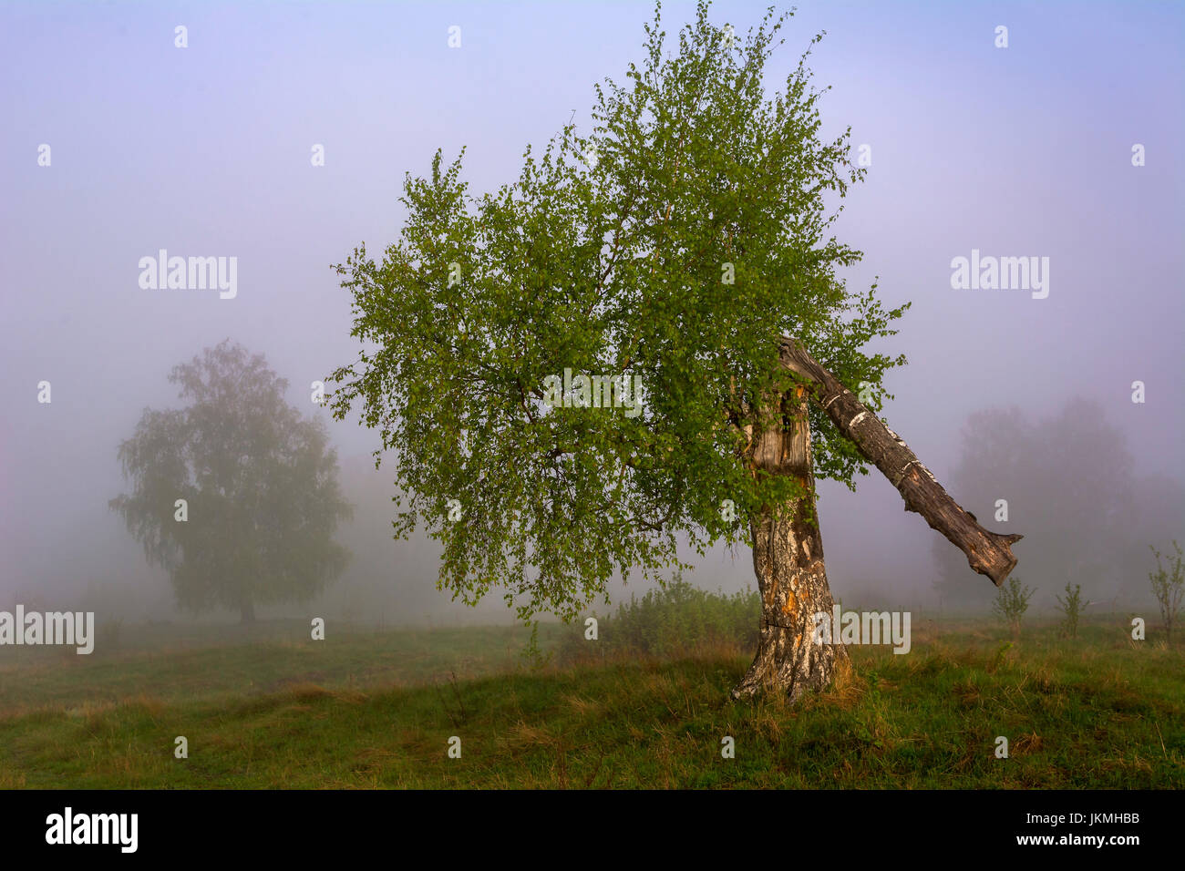 Broken tree as a symbol of life Stock Photo - Alamy