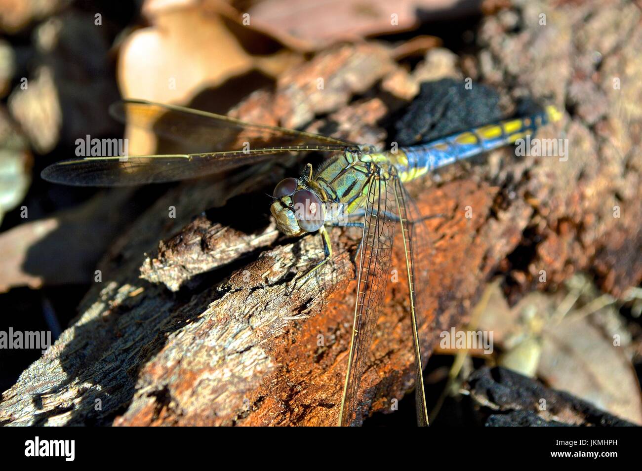 Dragonfly bug hi-res stock photography and images - Alamy