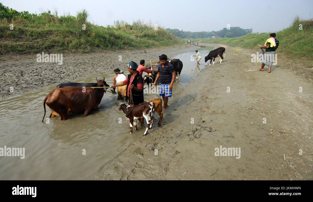 the cow sellers providing bath their cows before reaching nearest big ...