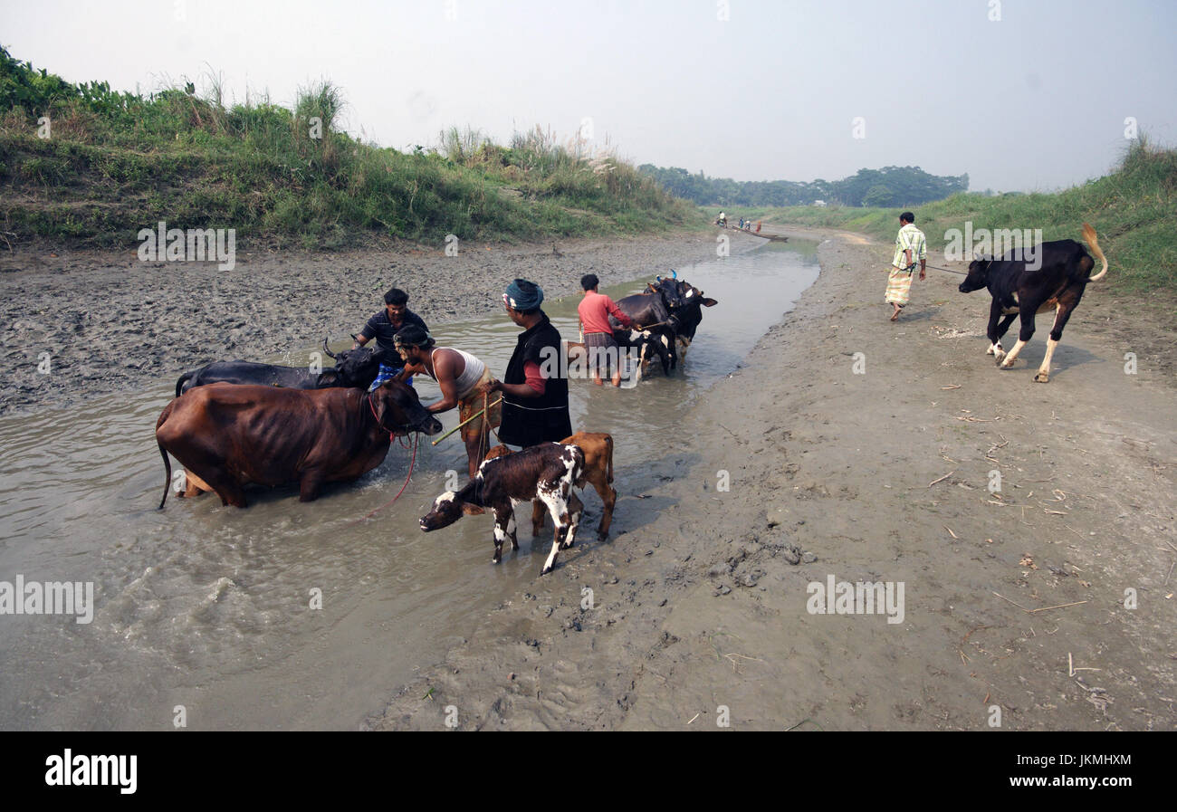 the cow sellers providing bath their cows before reaching nearest big ...