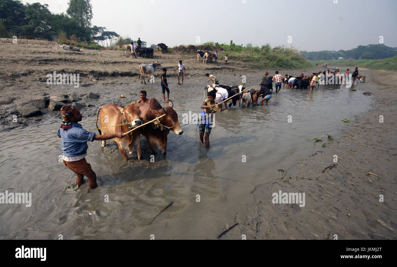 Cows bathing in river hi-res stock photography and images - Alamy