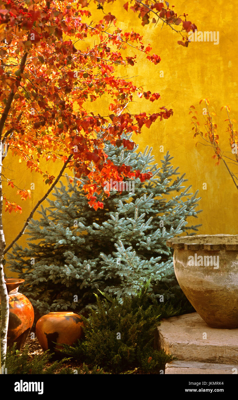 Courtyard with Spruce, Maple in Autumn on Canyon Rd,Santa Fe, New ...