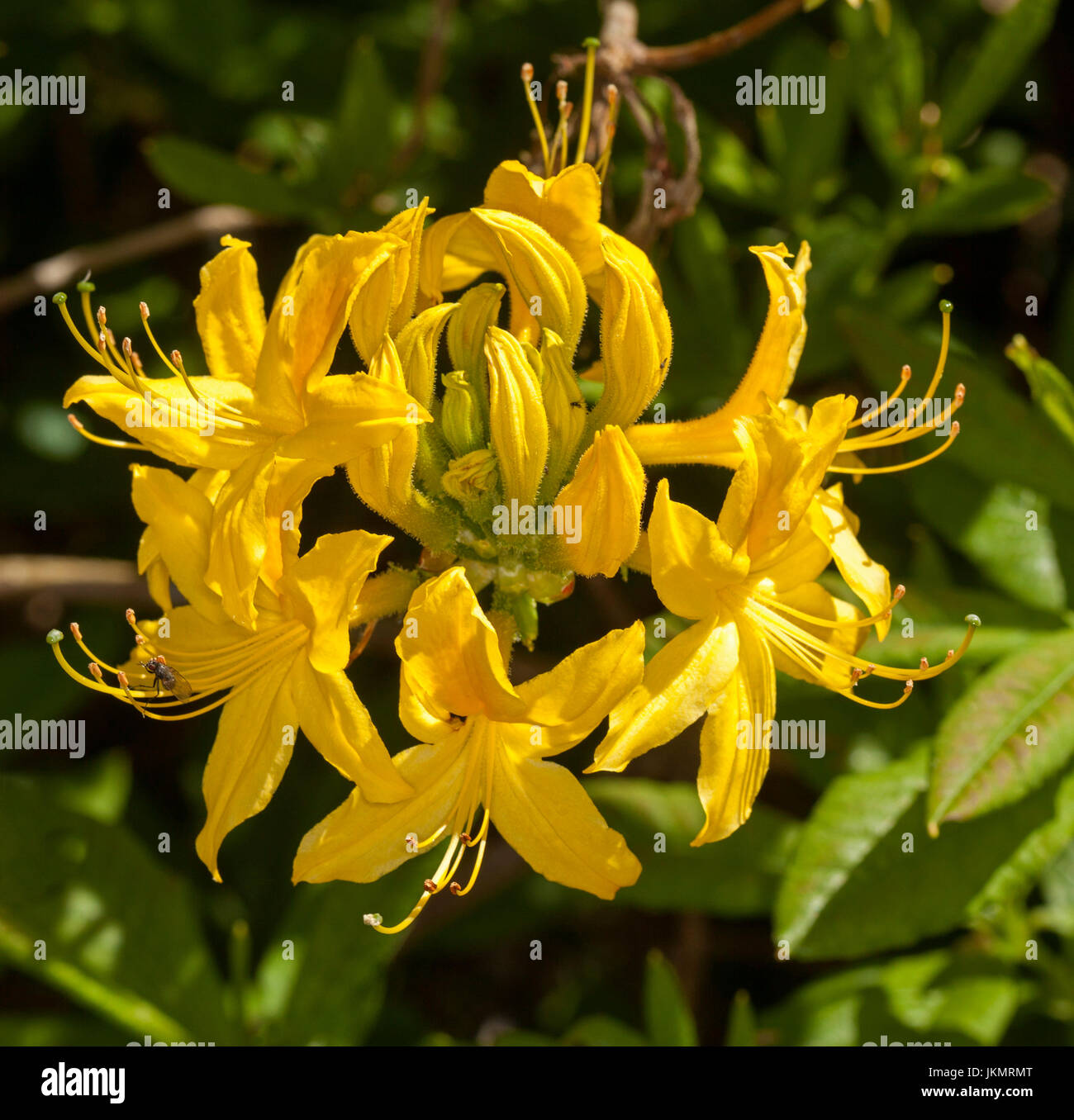 Cluster of golden yellow flowers of Rhododendron lutea against ...