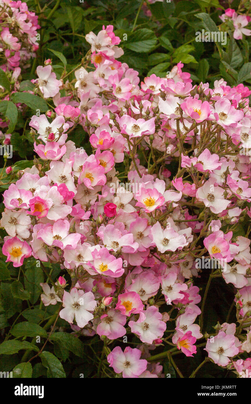 Large cluster of pale pink and white single roses Stock Photo - Alamy