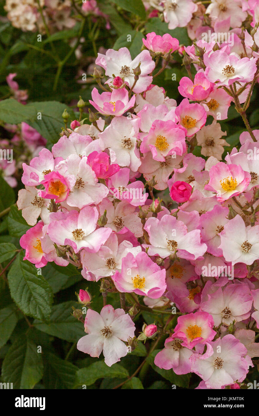 Cluster of pink roses hi-res stock photography and images - Alamy