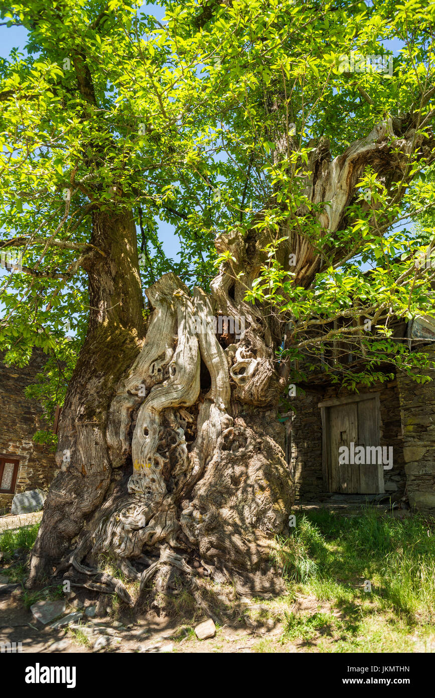 Flora de galicia hi-res stock photography and images - Alamy