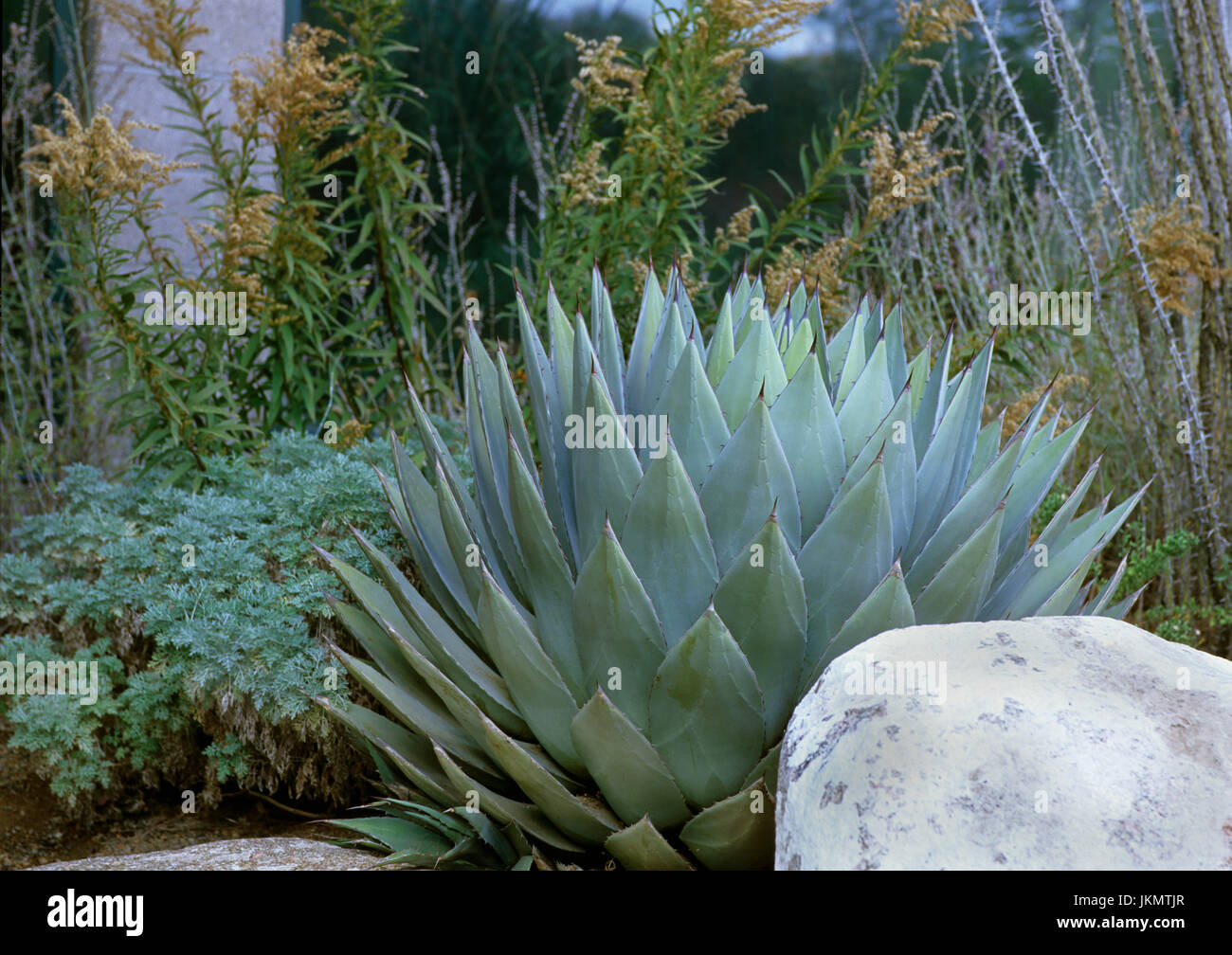 Agave in garden Stock Photo - Alamy