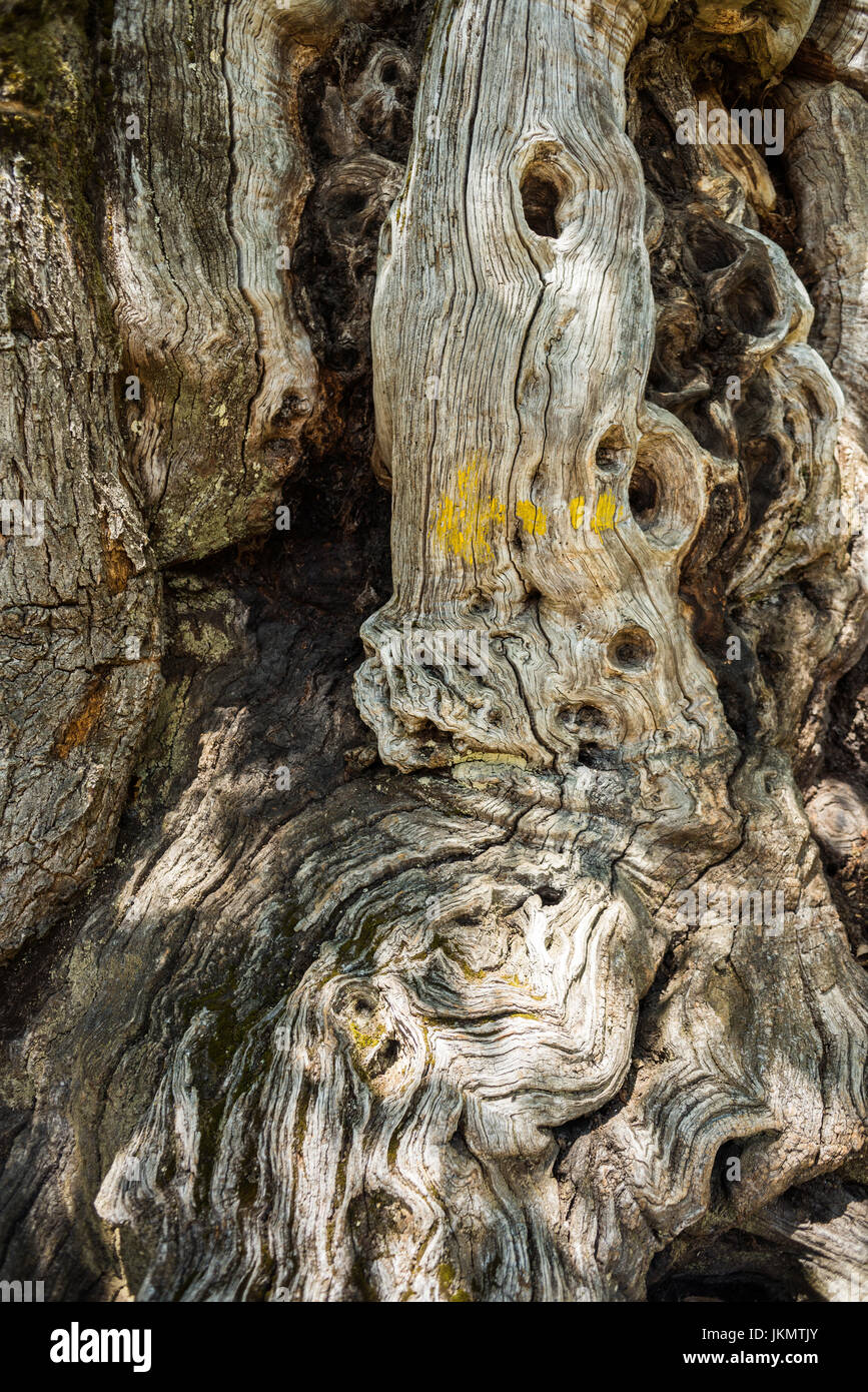 protected tree in the Triacastela, Galicia, Spain, Europe. Camino de ...