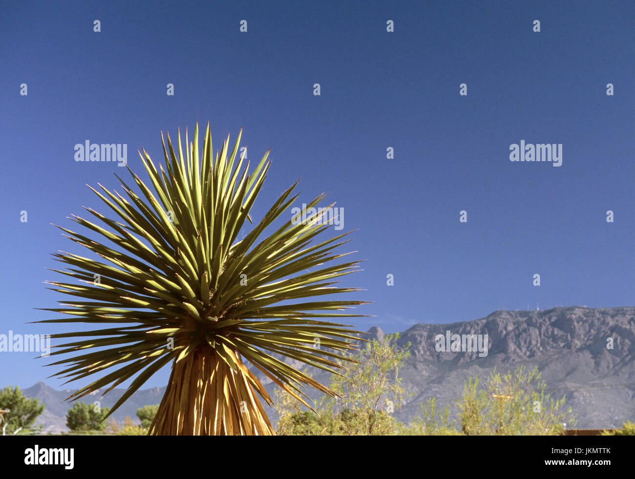 Native plants new mexico hi-res stock photography and images - Alamy