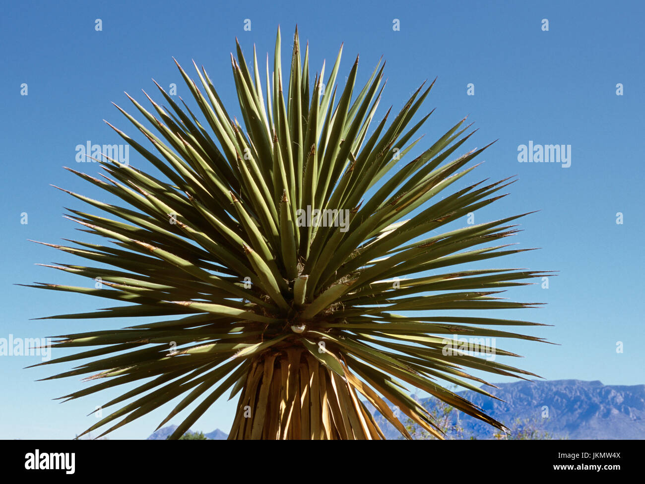 Yucca tree shot against New Mexico mountains Stock Photo - Alamy