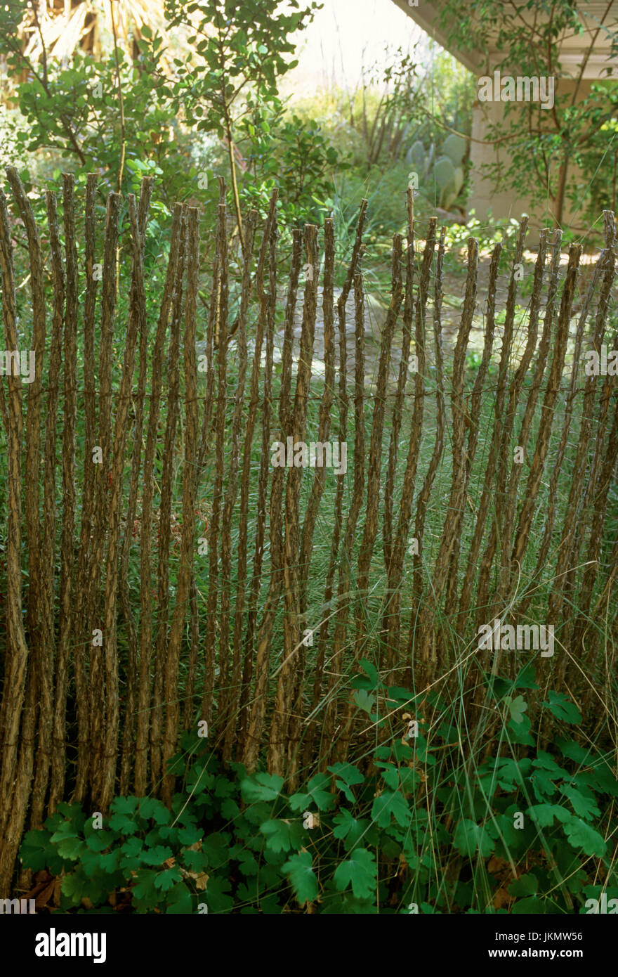 Ocotillo Fence Tucson