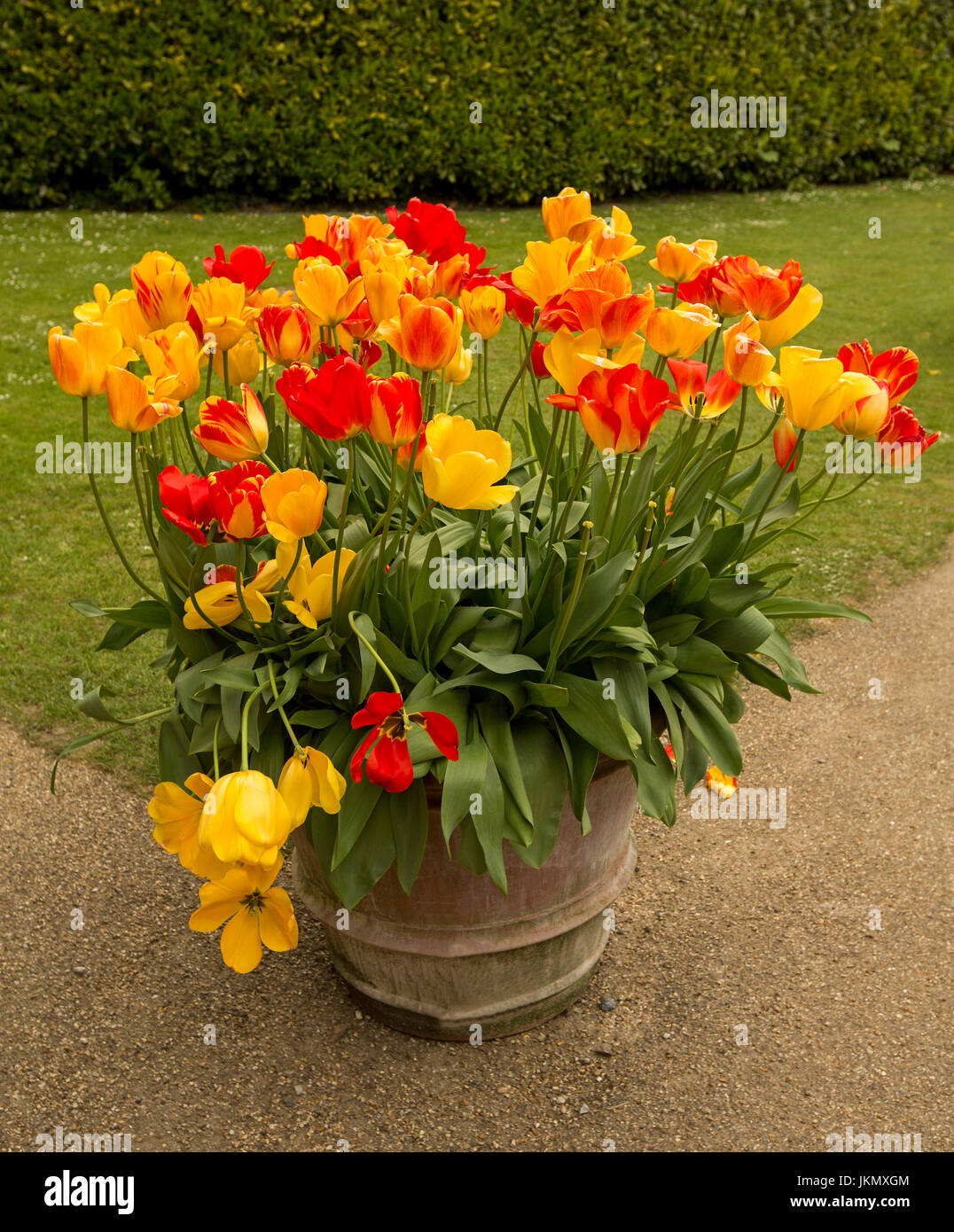 Tulips in container hi-res stock photography and images - Alamy