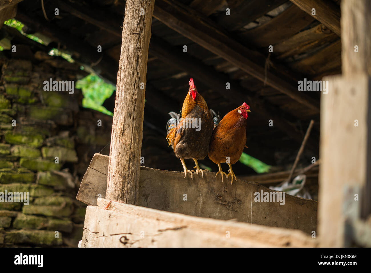 Rooster and hen, Galicia, Spain, Europe Stock Photo - Alamy