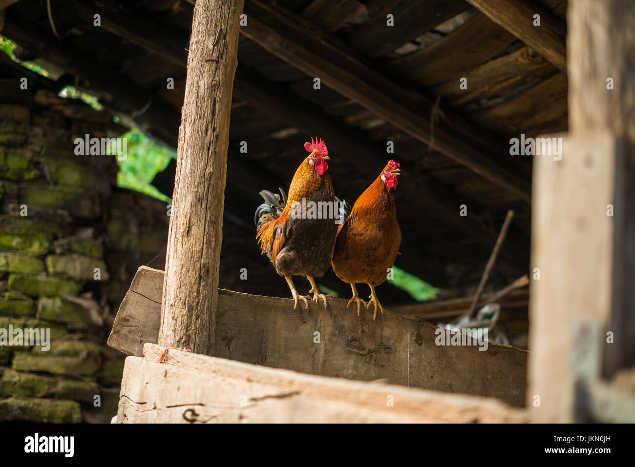 Rooster and hen, Galicia, Spain, Europe Stock Photo - Alamy