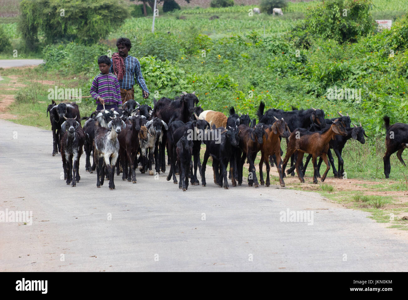 Indian Goats flock Stock Photo - Alamy