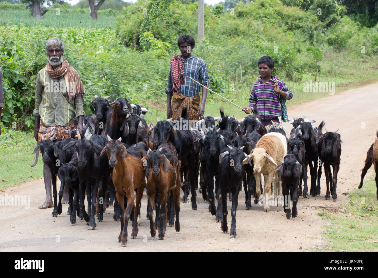 Indian Goats flock Stock Photo - Alamy