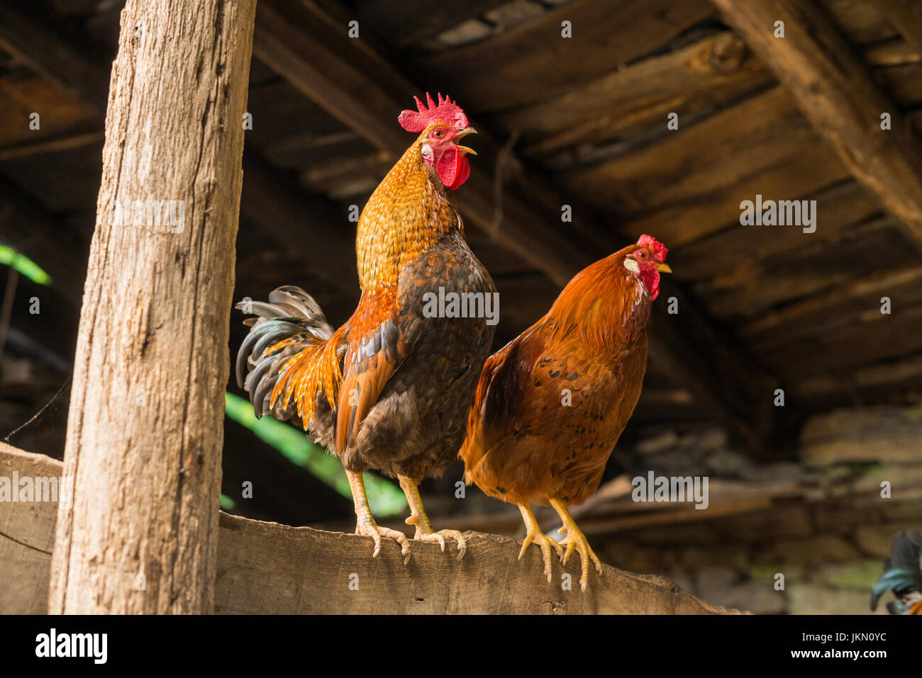 Rooster and hen, Galicia, Spain, Europe Stock Photo - Alamy