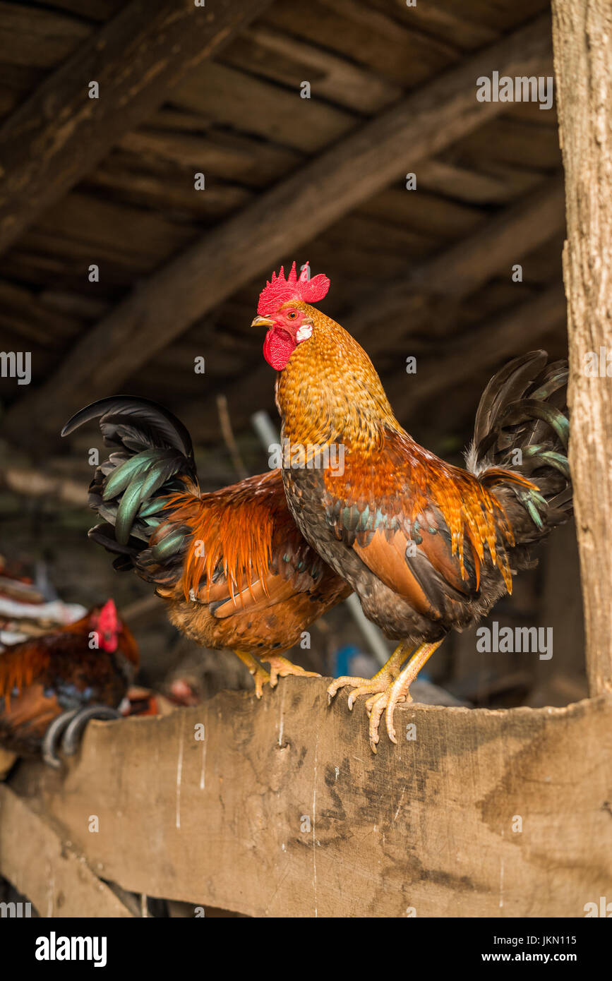 Rooster and hen, Galicia, Spain, Europe Stock Photo - Alamy