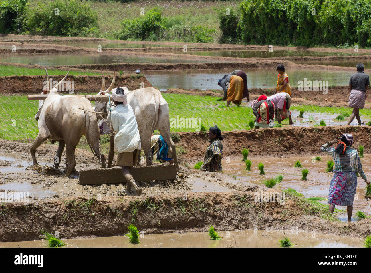 Integrated farming system hi-res stock photography and images - Alamy