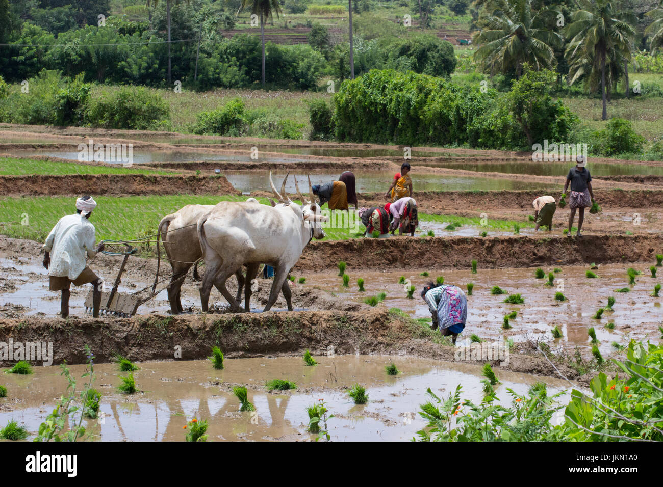 Integrated farming system hi-res stock photography and images - Alamy