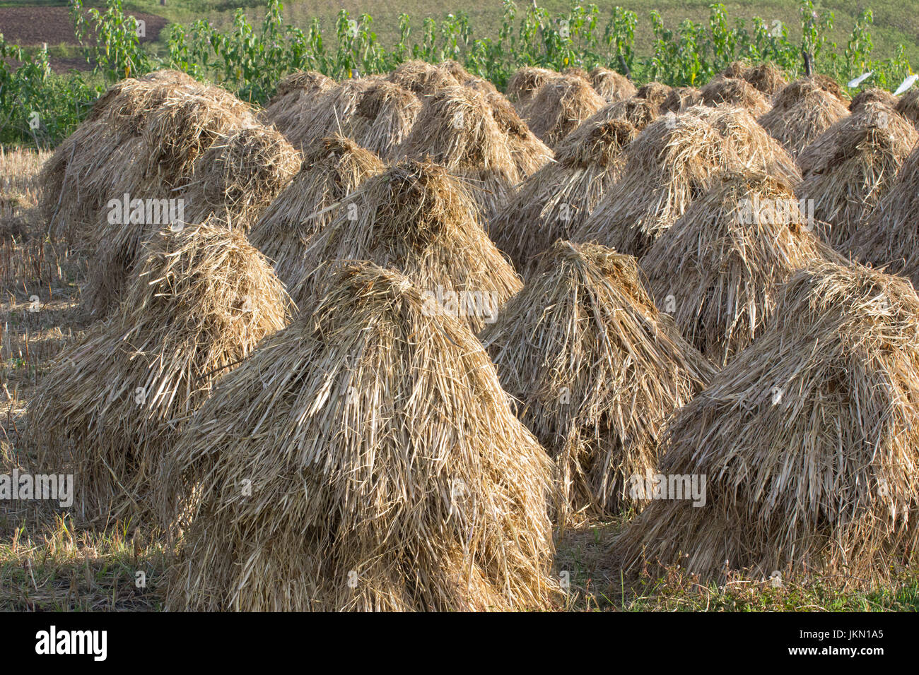 Pile of hay hi-res stock photography and images - Alamy