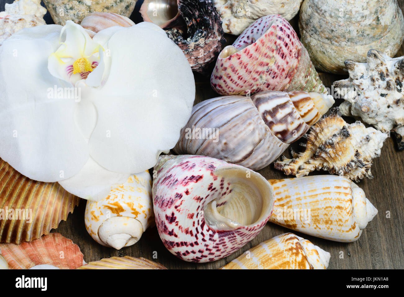 Close up of white orchid blossom atop a cluster of sea shells Stock ...