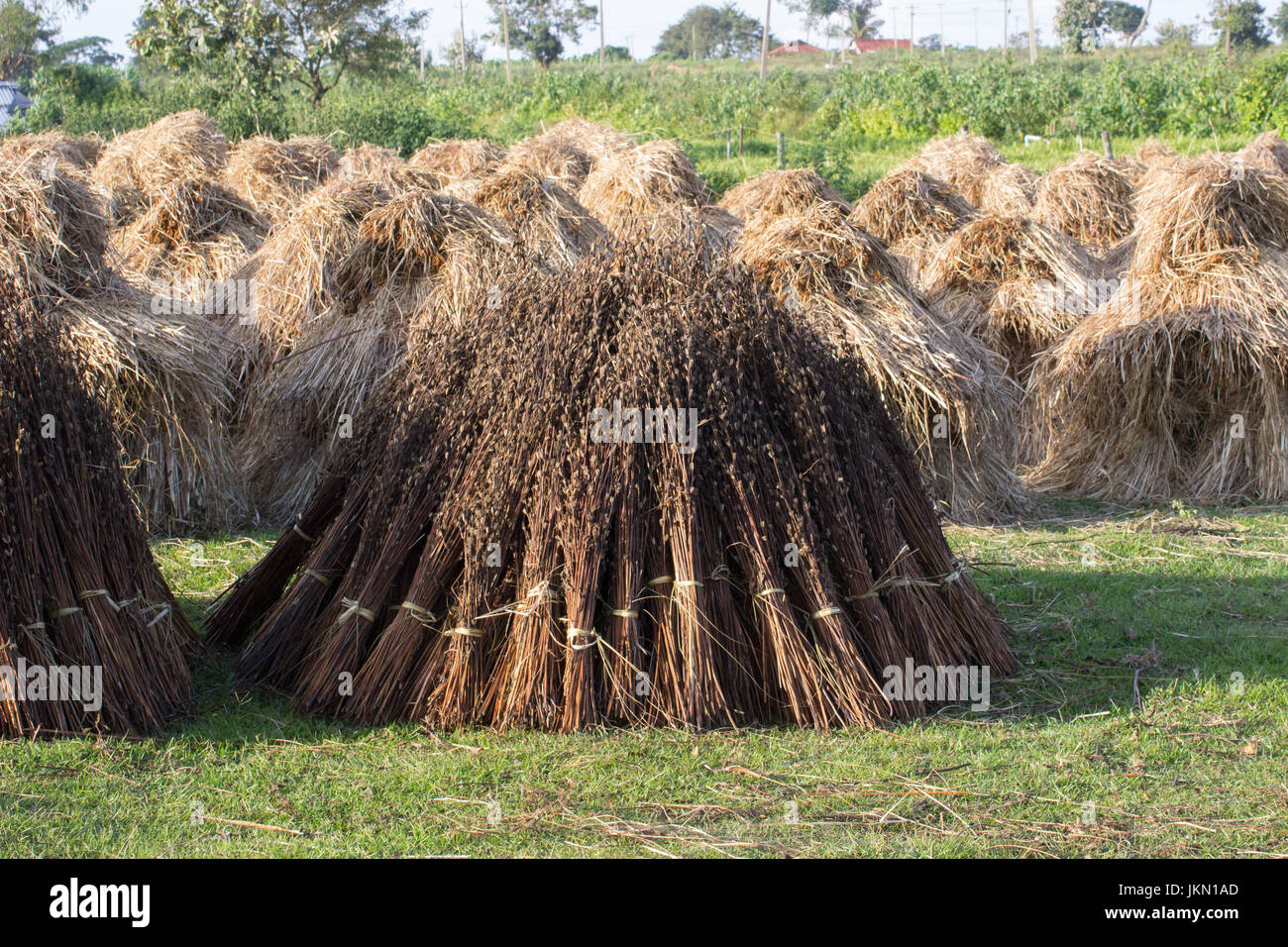 Pile of hay hi-res stock photography and images - Alamy