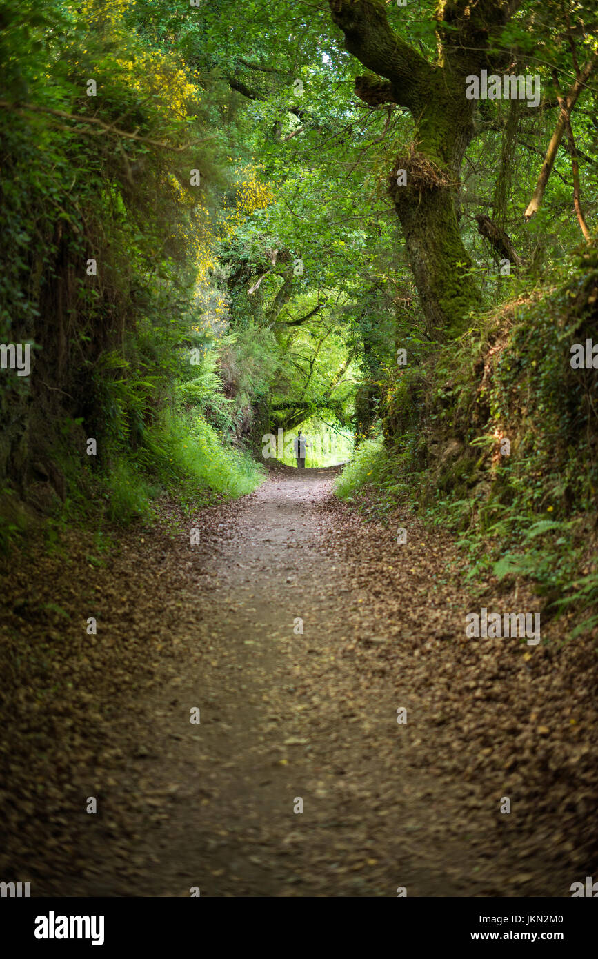 Pilgrims walking in the woods in the Galicia, Spain. Camino de Santiago ...