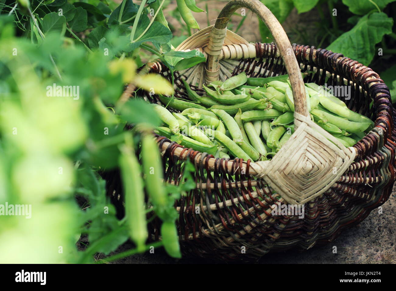 Harvest of green fresh peas picking in basket . Green pea pods on ...