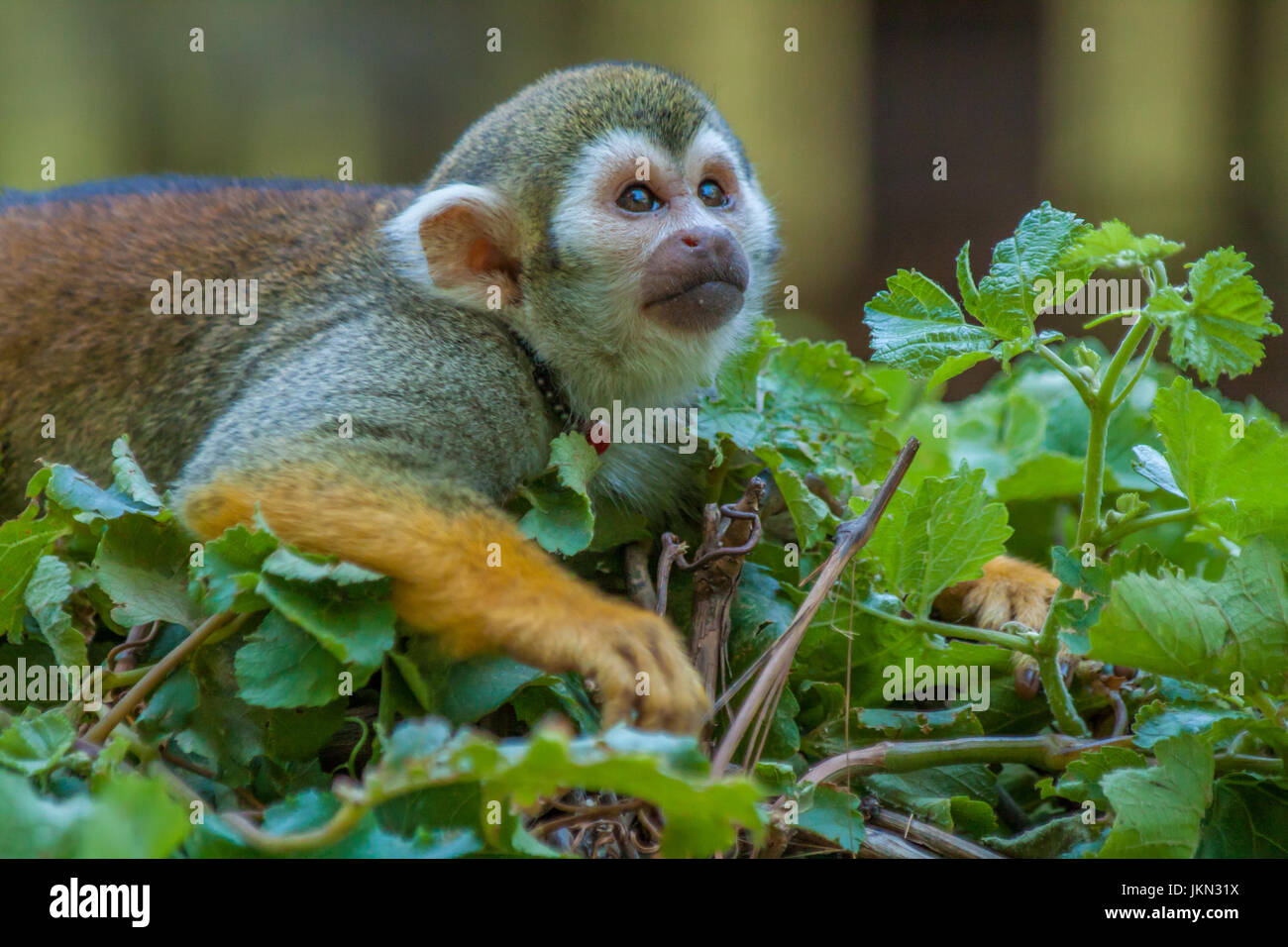 Monkey hand hi-res stock photography and images - Alamy
