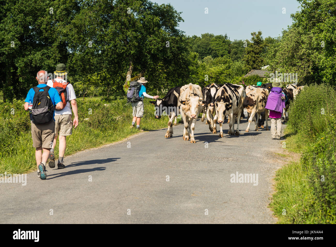Cattle and pilgrims on the way to the Santiago de Compostela. Camido de ...