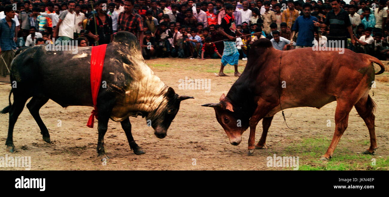 Bull fight hi-res stock photography and images - Alamy