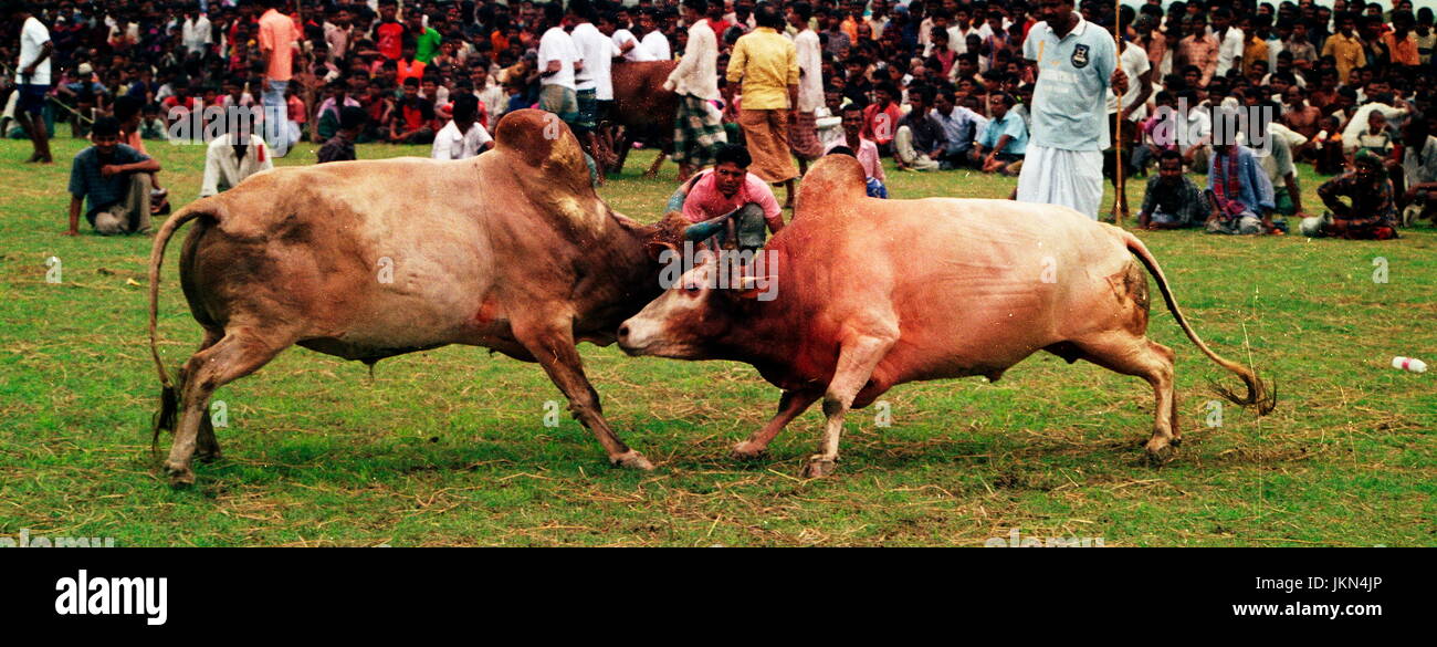BULL FIGHT IS ONE OF THE INTERRESTING AND EXCITING GAME IN BIL AND HAOR ...