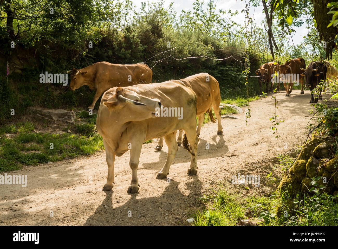Cattle, way to the Santiago de Compostela. Camido de Santiago Stock ...