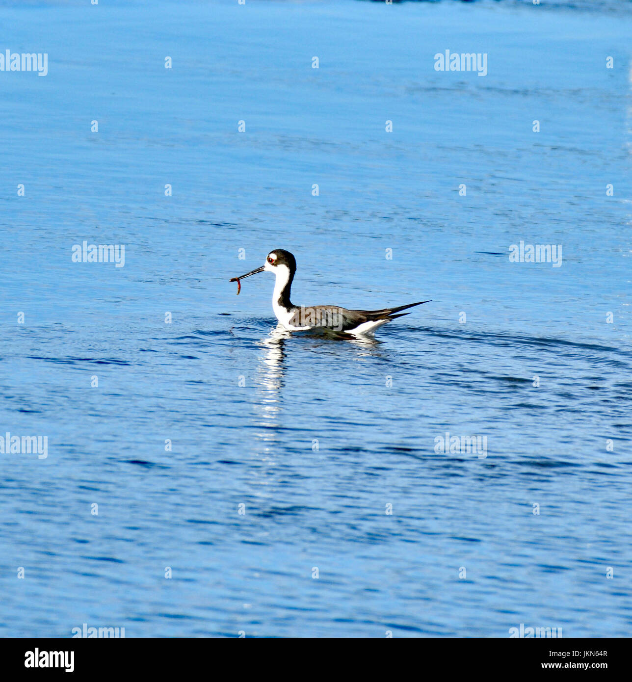 Hawaiian stilt hi-res stock photography and images - Alamy