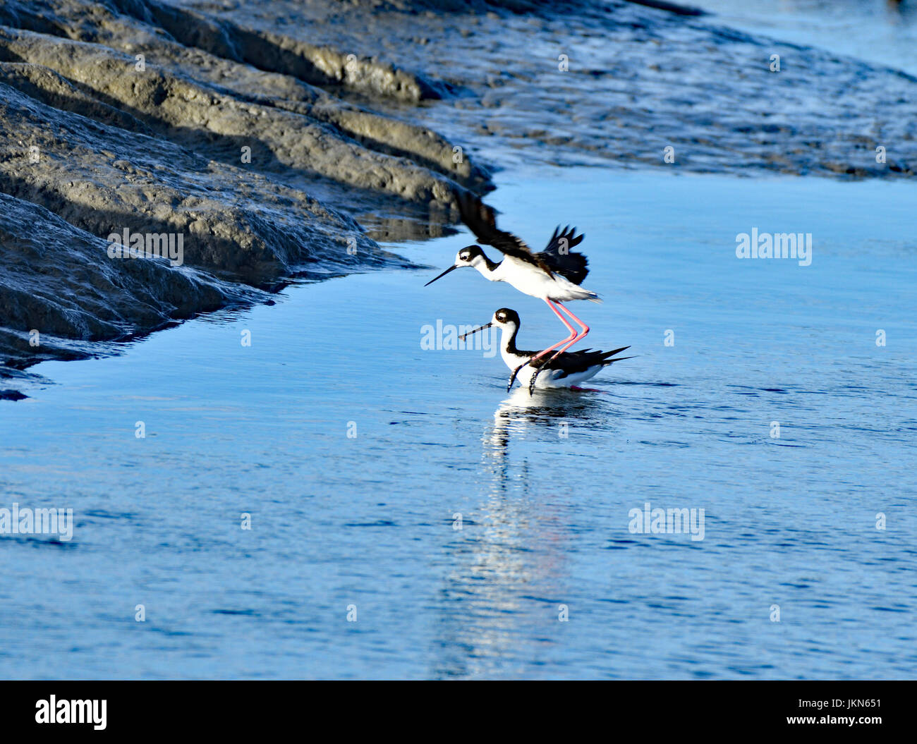 Hawaiian stilt hi-res stock photography and images - Alamy