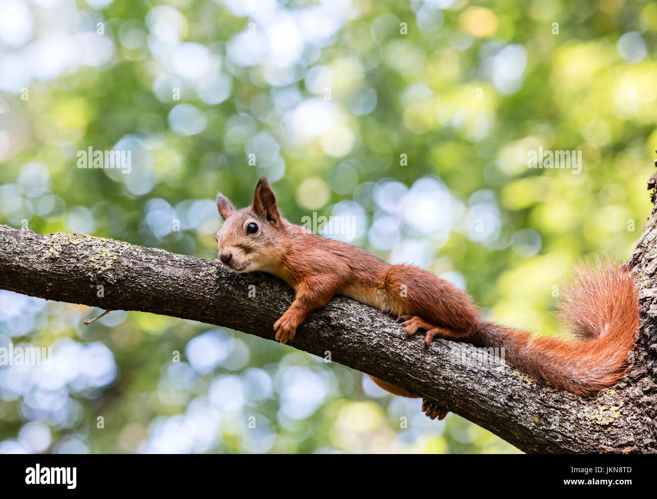 little red squirrel resting in shade on tree branch during summer day ...