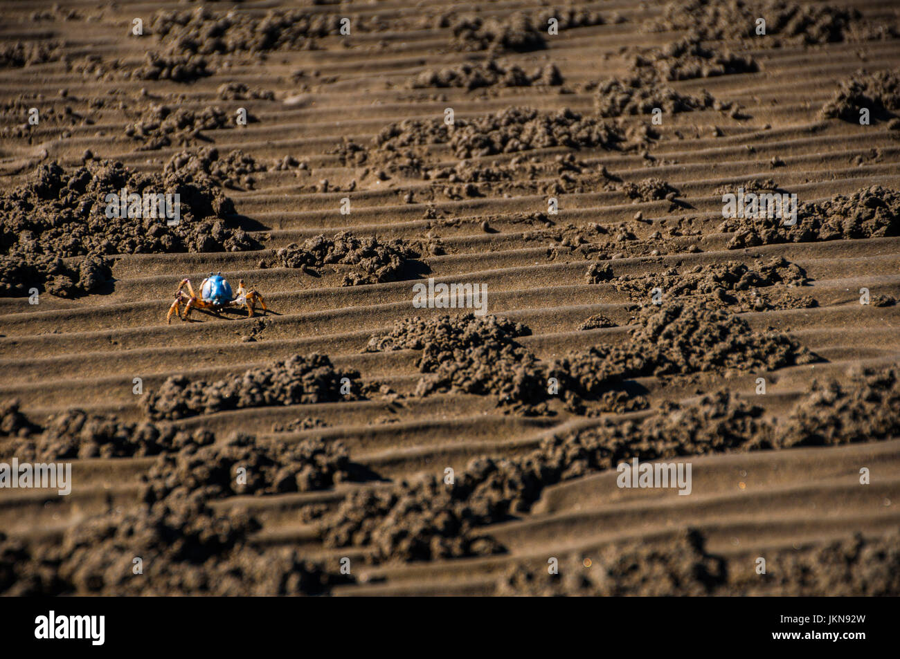 Army crabs hi-res stock photography and images - Alamy