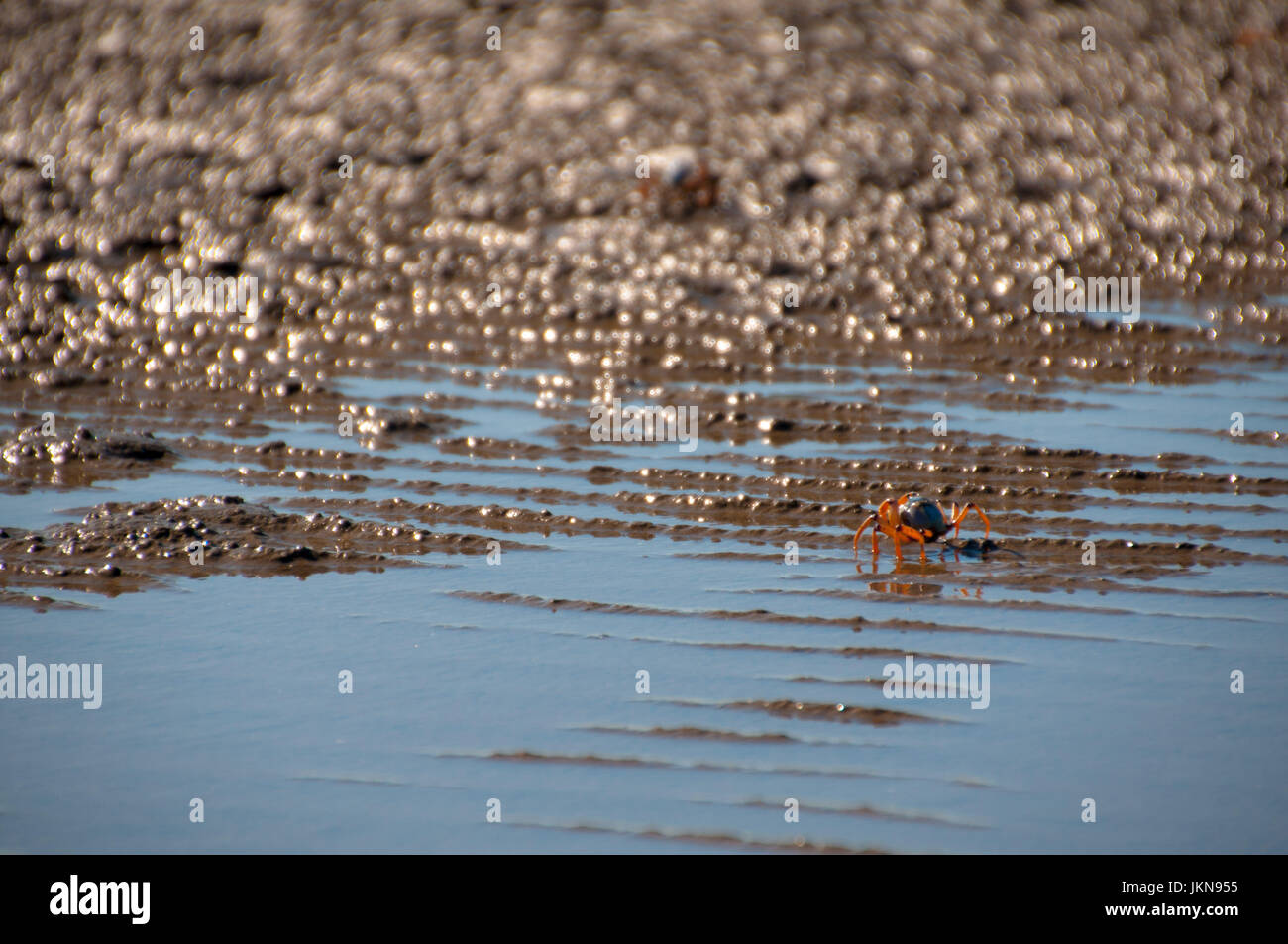 Crabs army hi-res stock photography and images - Alamy