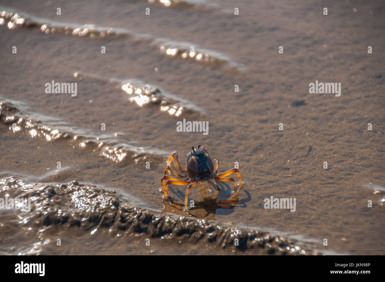 Army of soldier crabs hi-res stock photography and images - Alamy