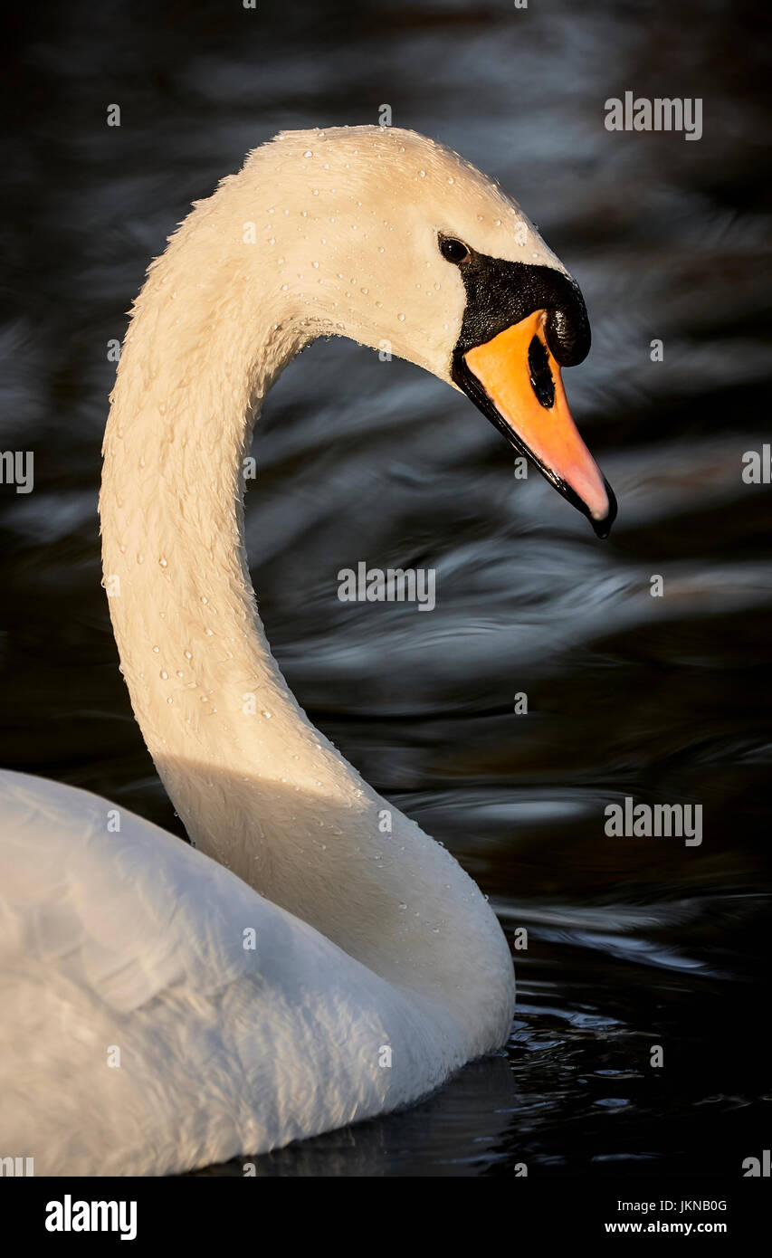 Swan head and neck portrait - colour Stock Photo - Alamy