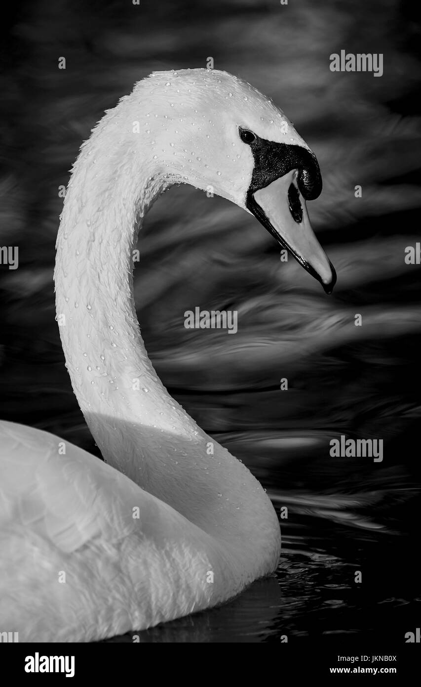 Swan portrait B&W All rights reserved Stock Photo - Alamy