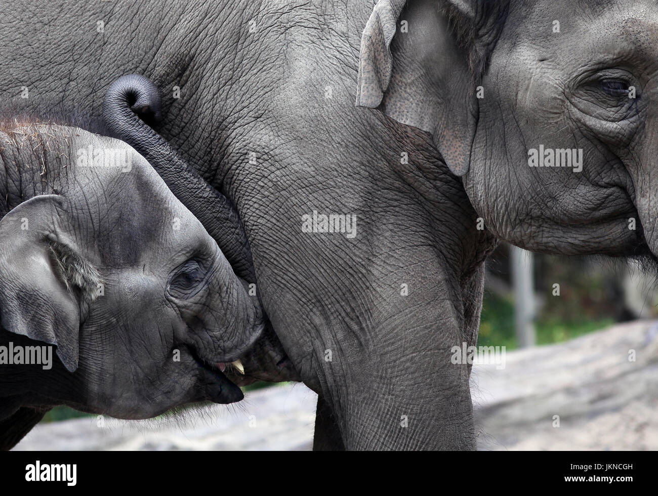 Baby elephant suckling milk from its mother Stock Photo - Alamy
