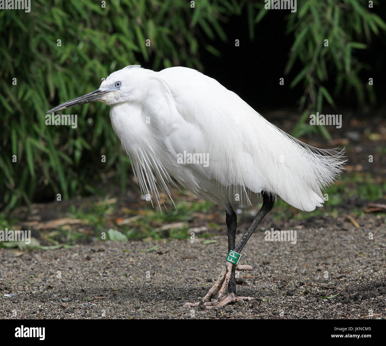 Family ardeidae hi-res stock photography and images - Alamy