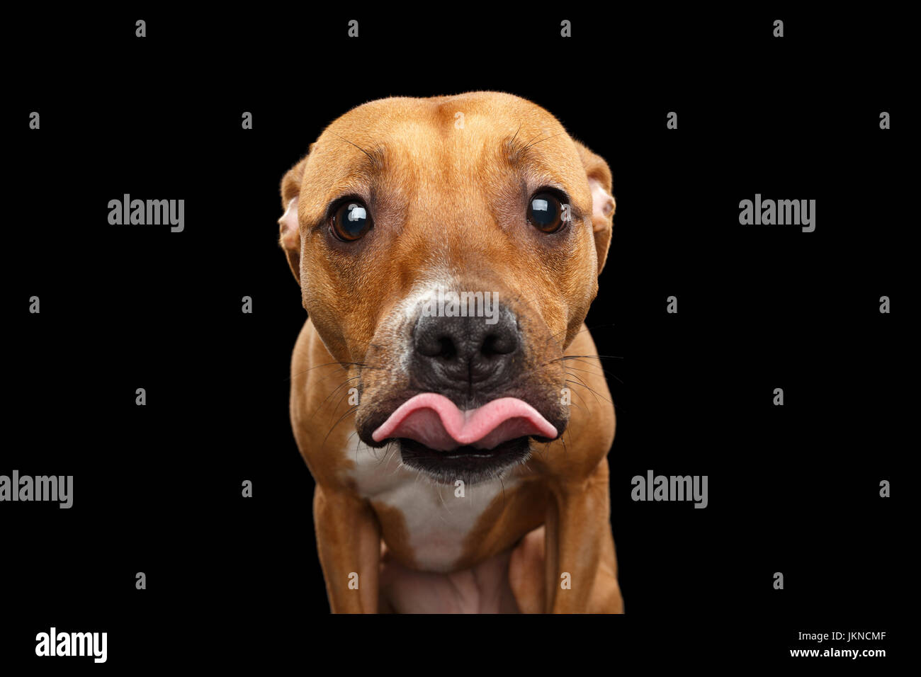 Half Breed Dog Studio High Resolution Stock Photography and Images - Alamy