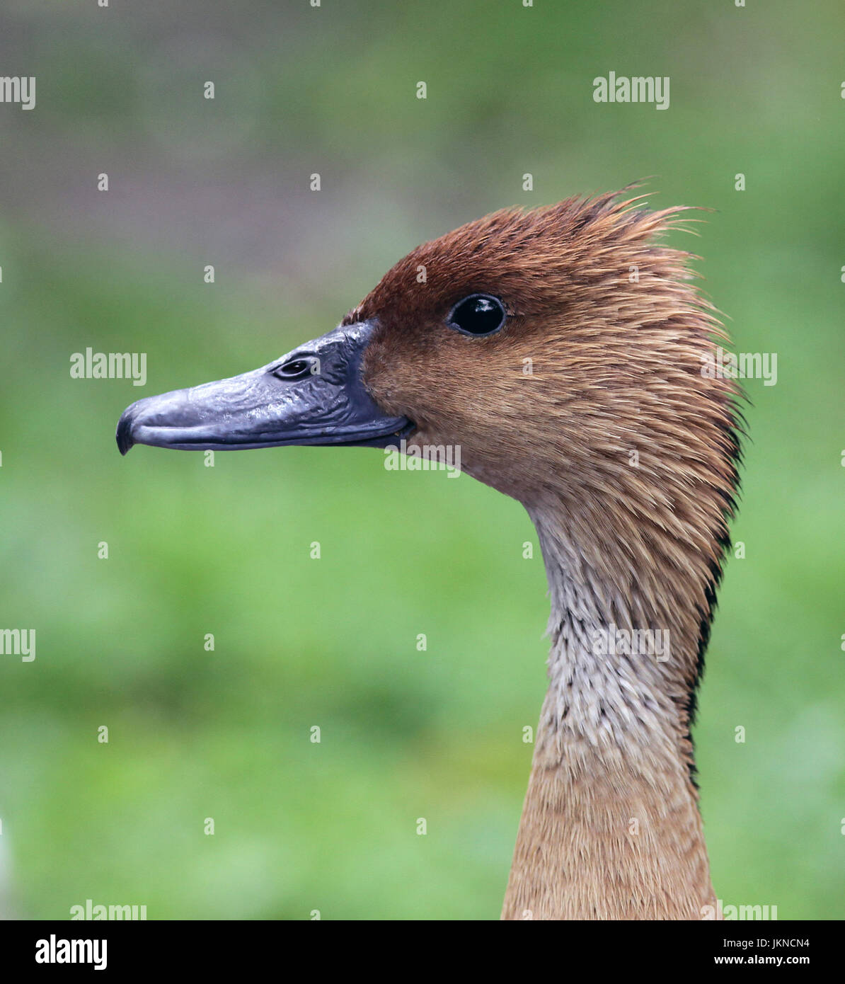 Fulvous whistling duck or fulvous tree duck (Dendrocygna bicolor) a ...