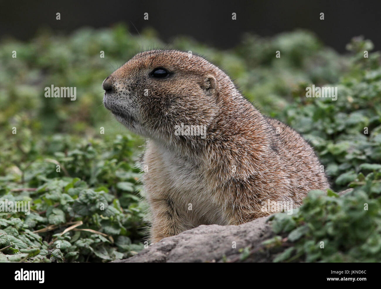 Sciuridae family hi-res stock photography and images - Alamy